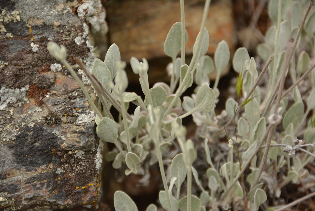 Snow Buckwheat (Eriogonum niveum) - Botanical Realm