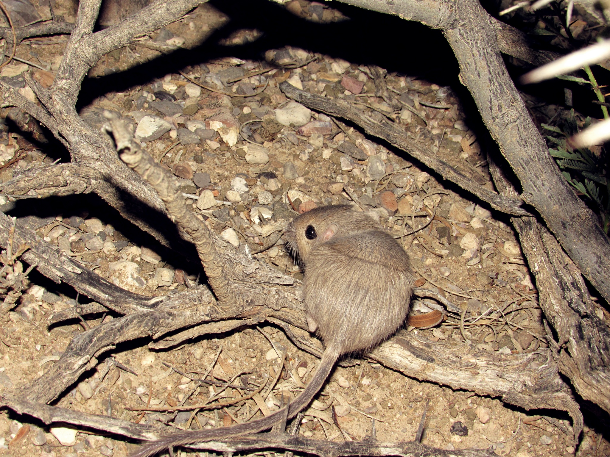 Chaetodipus nelsoni (Merriam, 1894)