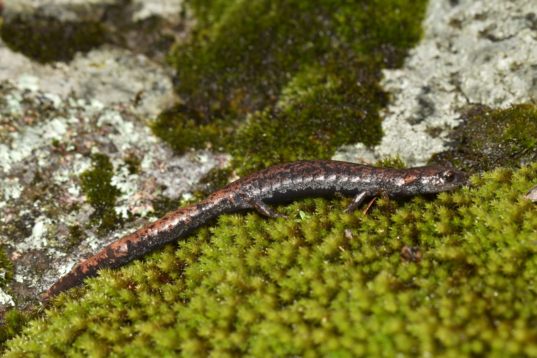 Pseudoeurycea Leprosa Cope 1869