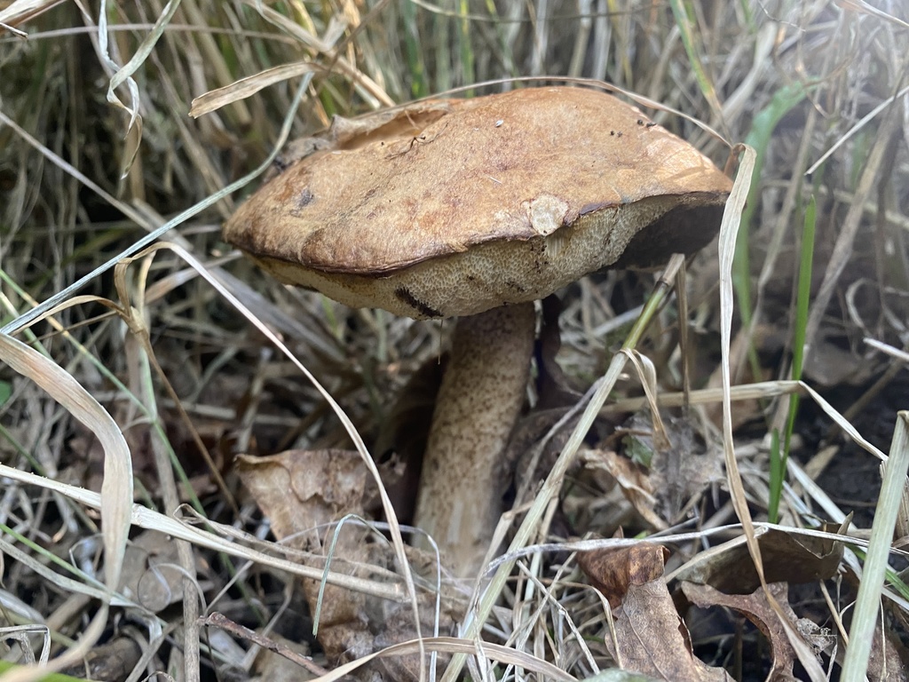 Leccinum from Uinta-Wasatch-Cache National Forest, Salt Lake City, UT ...
