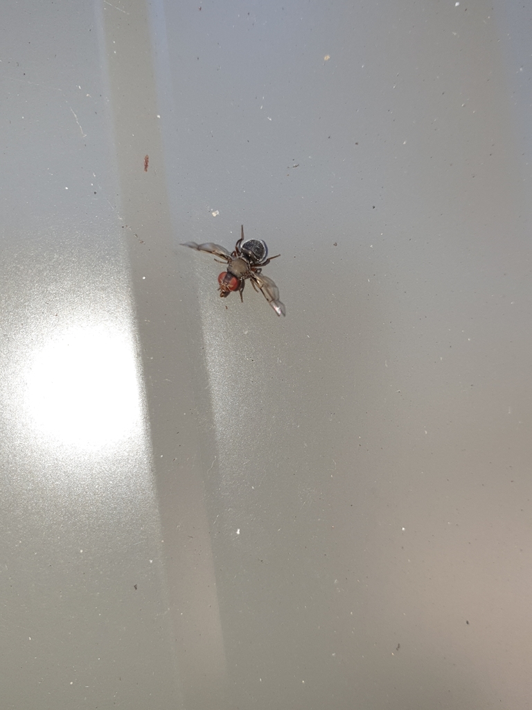 Boatman Fly from Toormina NSW 2452, Australia on August 31, 2021 at 08: ...