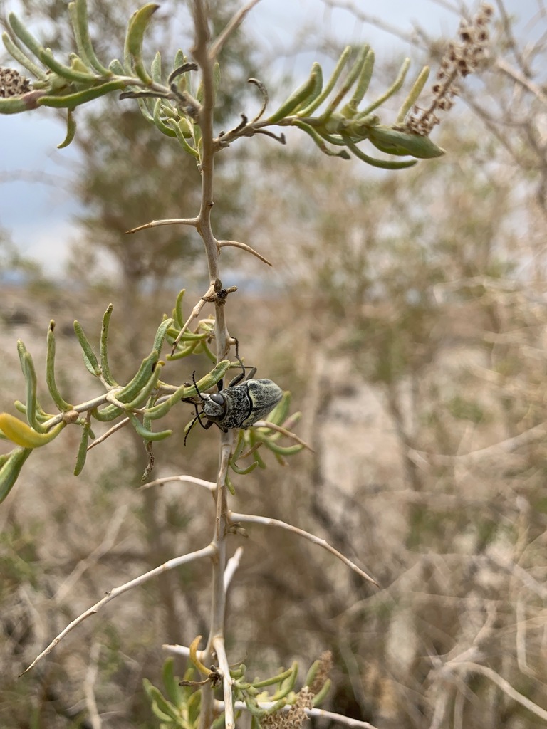 Gyascutus from Inyo County, CA, USA on July 13, 2021 at 11:00 AM by ...