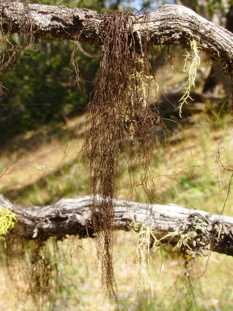 Tree-hair Lichen from Weaverville, CA, USA on May 28, 2008 at 04:00 PM ...
