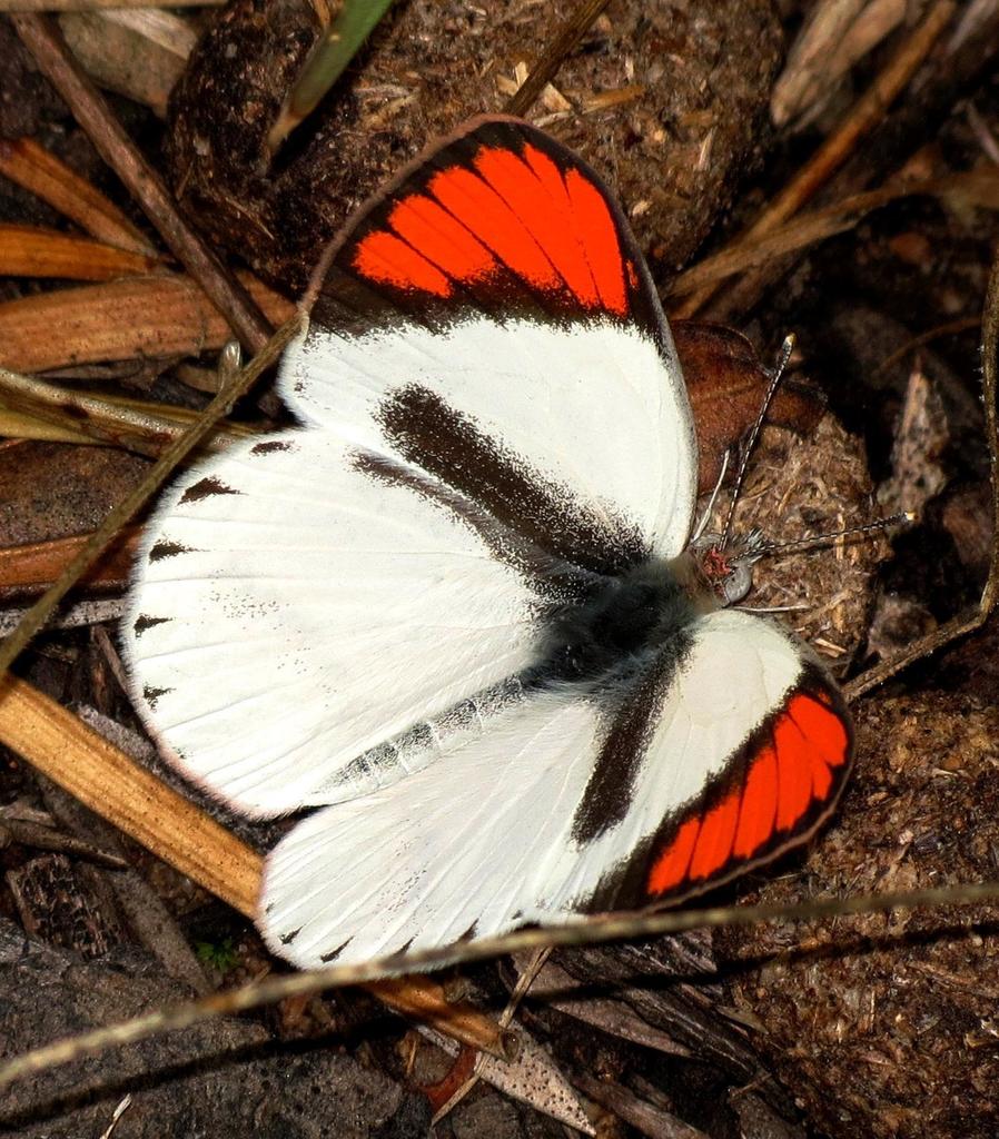 Southern Round-winged Orange Tip (Butterflies of Bonamanzi) · iNaturalist