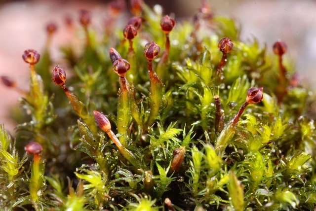 Dusky Rock Moss (Algae and cryptogamic plants of Storrs (CT)) · iNaturalist