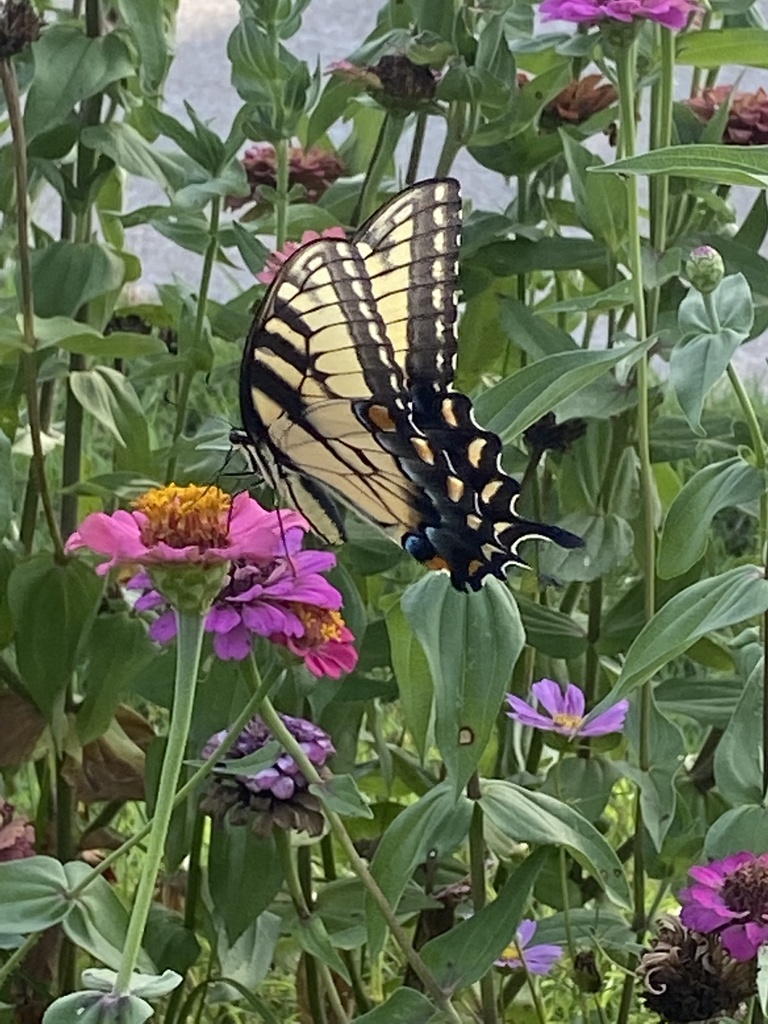 Eastern Tiger Swallowtail from North Carolina Museum of Art, Raleigh ...