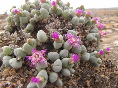 Fuzzy Matfig (Antimima turneriana) · iNaturalist