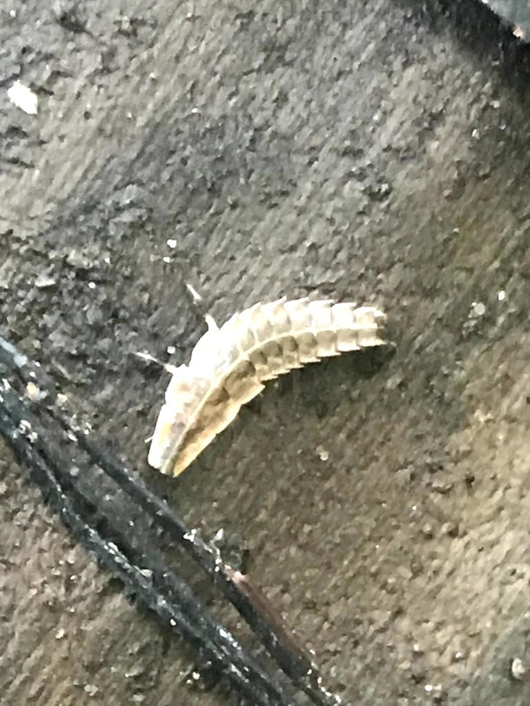 Pyractomena from Virginia Beach City, Virginia, United States on August ...