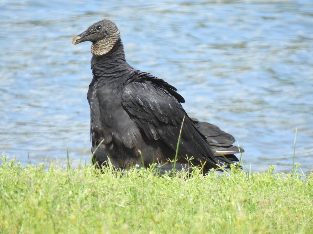 Black Vulture from Lewisville, TX, USA on August 30, 2021 at 04:00 PM ...