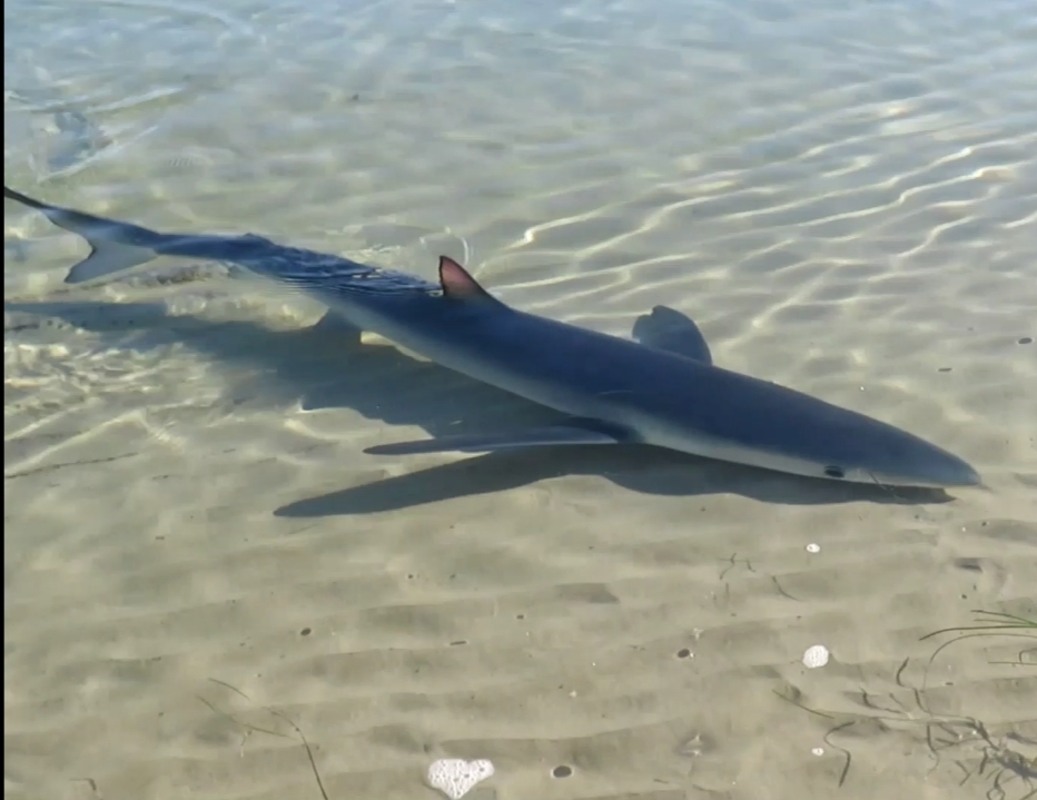 Ground Sharks (Carcharhiniformes) - Marine Life Identification