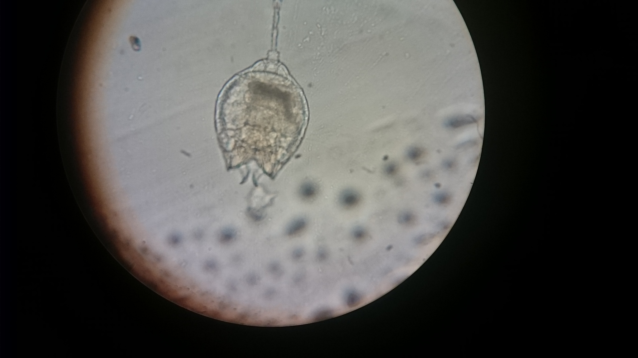 Lecane quadridentata (Ehrenberg, 1830)