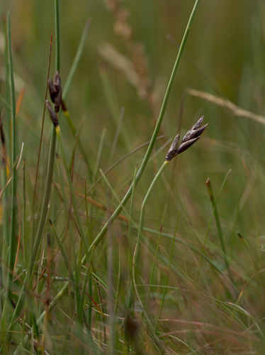 Red Bulrush (Blysmus rufus) · iNaturalist