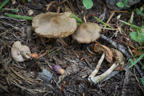 Variety Nolanea staurospora incrustata · iNaturalist