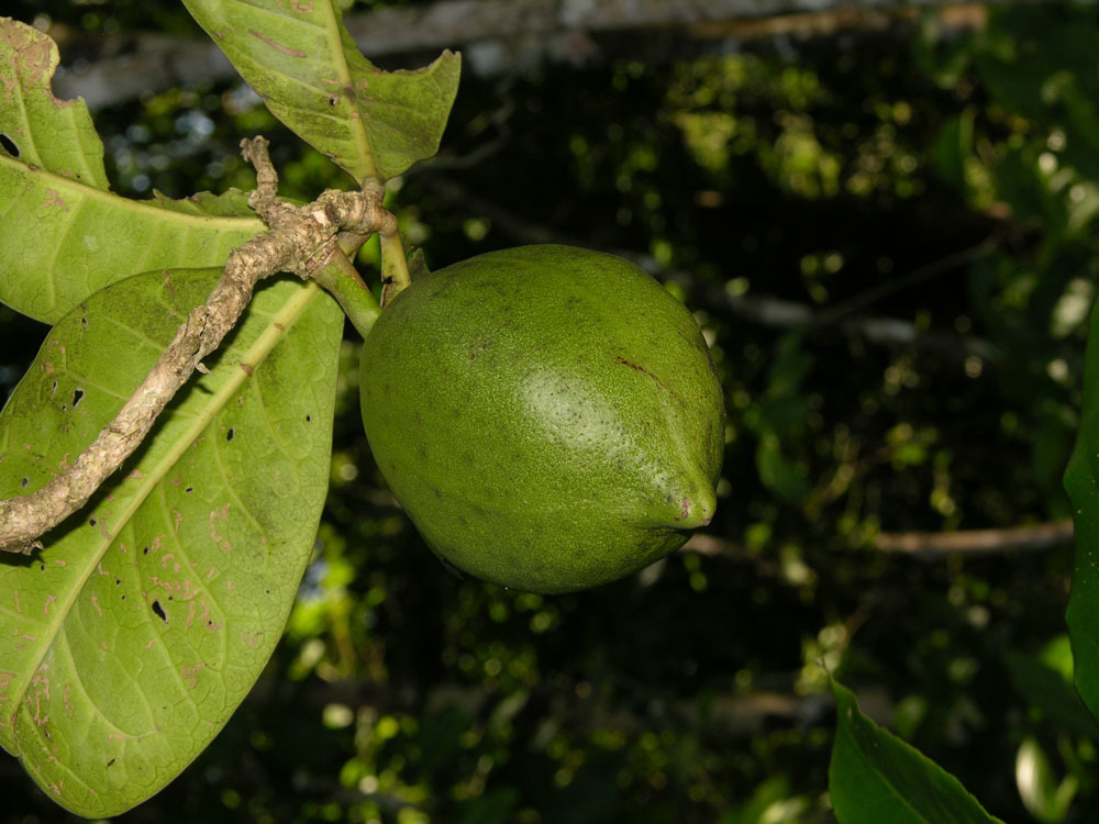 black calabash (Amphitecna latifolia) - Botanical Realm