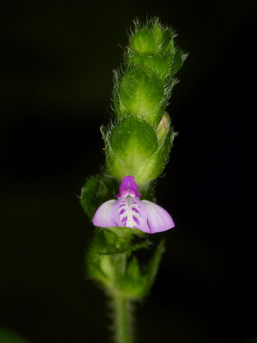 tilo (Martinique Herbs) · iNaturalist
