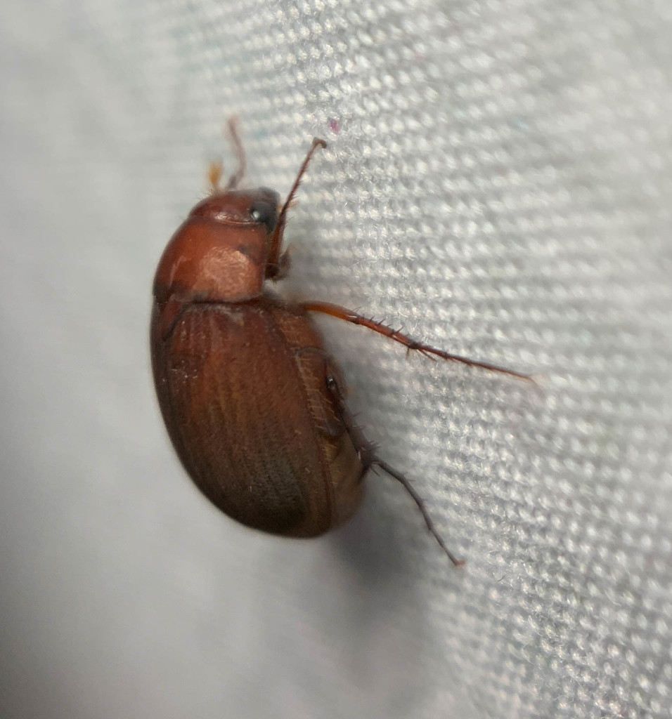 Asiatic Garden Beetle in August 2021 by Carrie Seltzer · iNaturalist