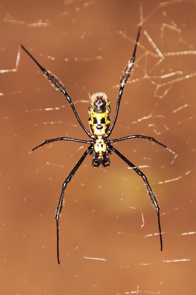 Hairy Golden Orb-weaving Spider (Scorpions, Spiders, Ticks and Mites of ...