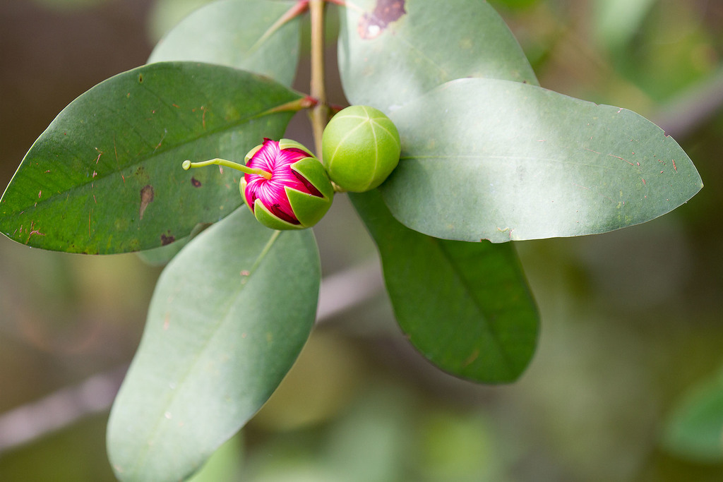 apple mangrove (Sonneratia caseolaris) - Botanical Realm