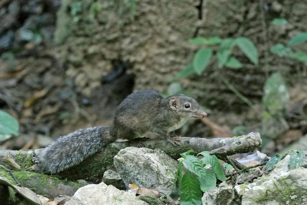 Shrew-faced Squirrel in February 2019 by Wildlife Urban Nature ...