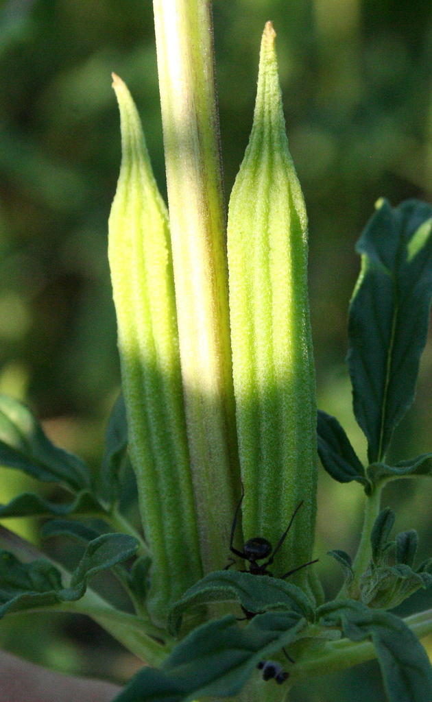 Wild Sesame (Sesamum triphyllum) - Botanical Realm