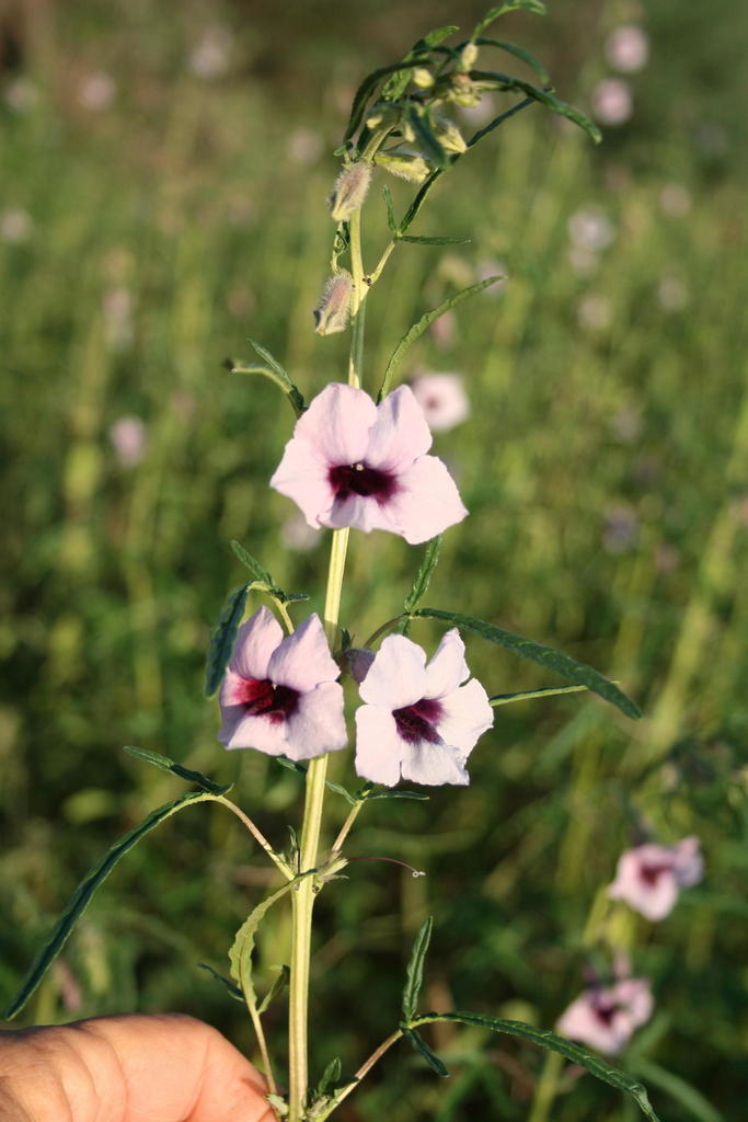 Wild Sesame (Sesamum triphyllum) - Botanical Realm