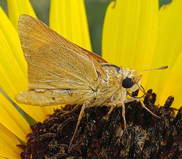 Ottoe Skipper in August 2021 by aarongunnar · iNaturalist