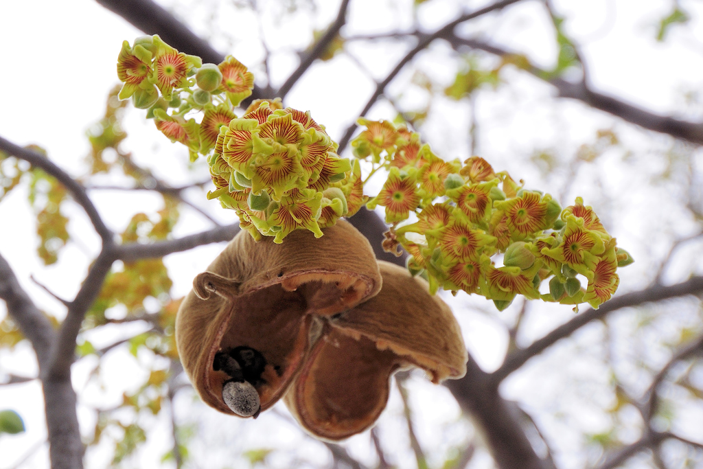 Common Star-Chestnut (Sterculia rogersii) - Botanical Realm