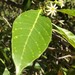 Timonius (Timonius timon) · iNaturalist