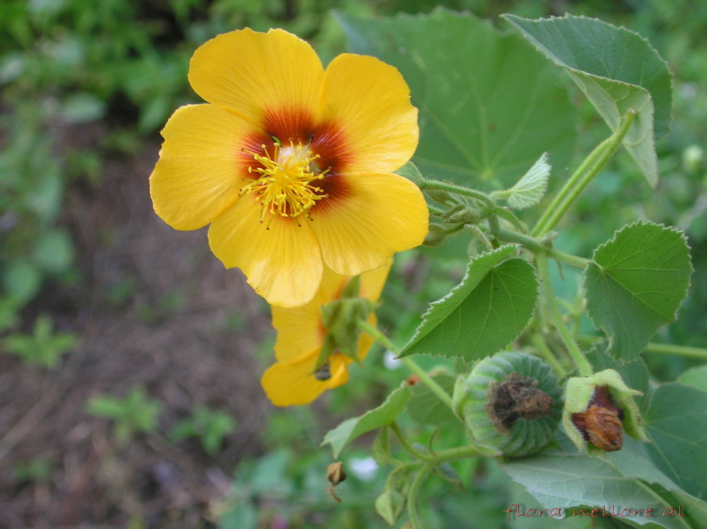 Florida Keys Indian mallow (Abutilon hirtum) - Botanical Realm