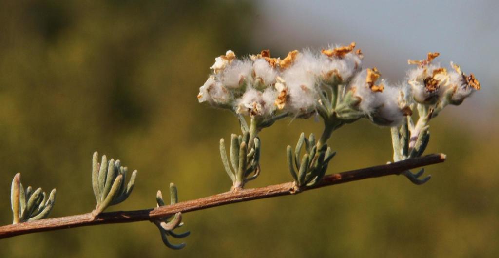 Eriocephalus africanus paniculatus (Boland Granite Fynbos) · iNaturalist NZ