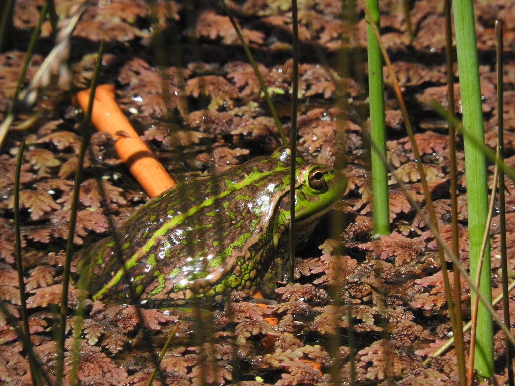 Southern Bell Frog from Wellington, New Zealand on November 16, 2015 by ...
