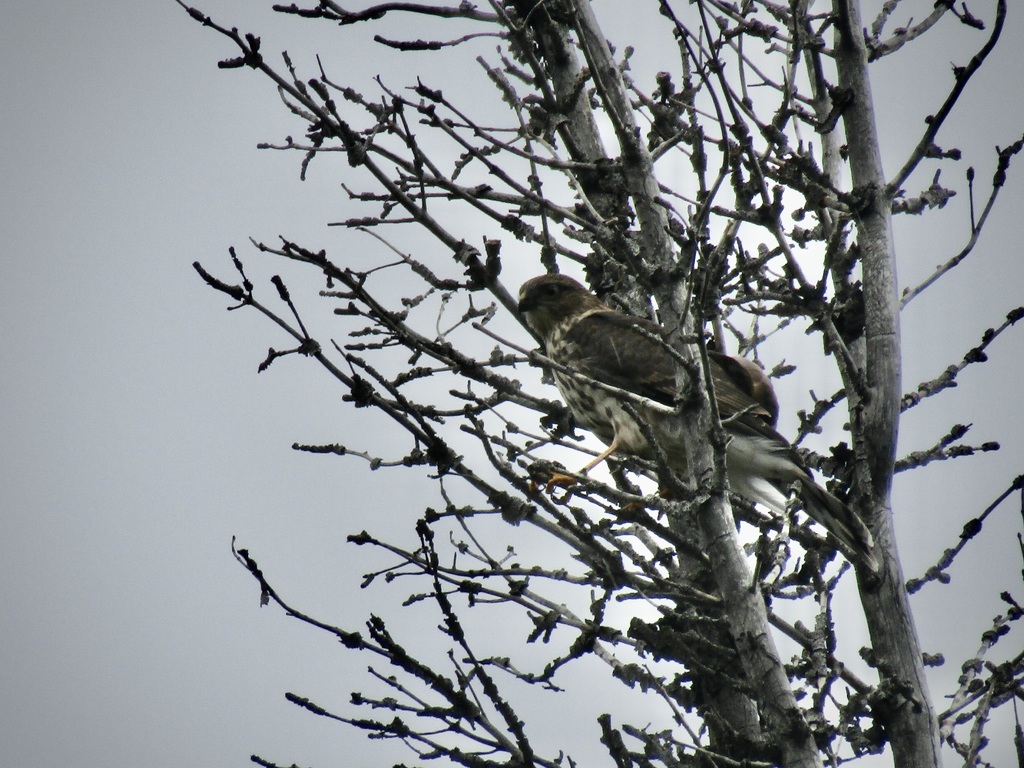 Sharp-shinned Hawk from Duchesne County, UT, USA on August 21, 2021 at ...