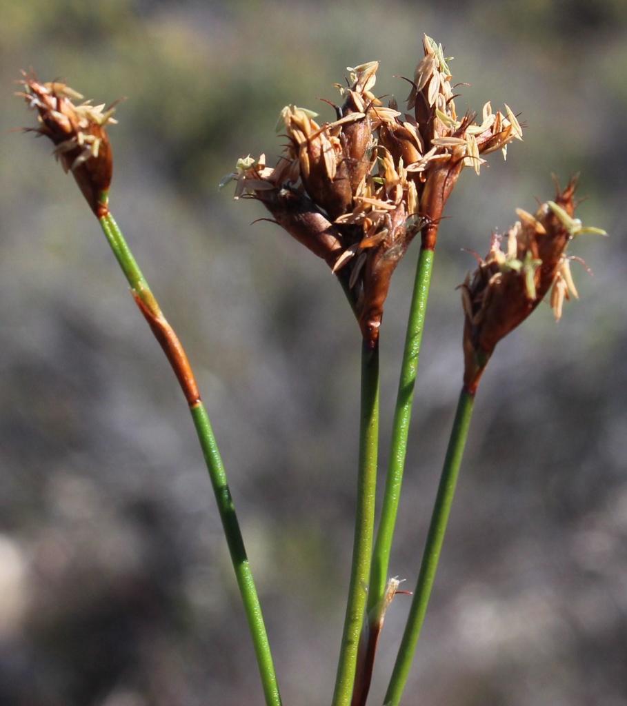 Cape Pegreed (Restio capensis) - Botanical Realm