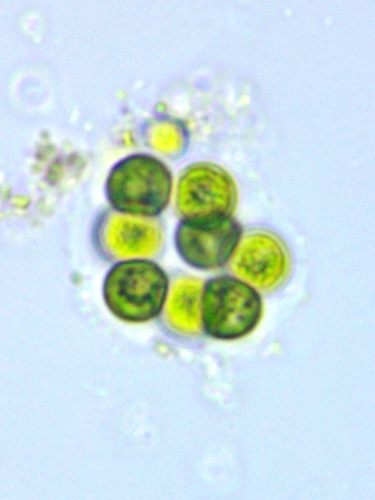 género Coenochloris · NaturaLista Colombia