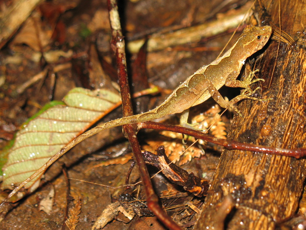 Bighead Anole (Reptiles of Costa Rica's Southern Caribbean Lowlands ...