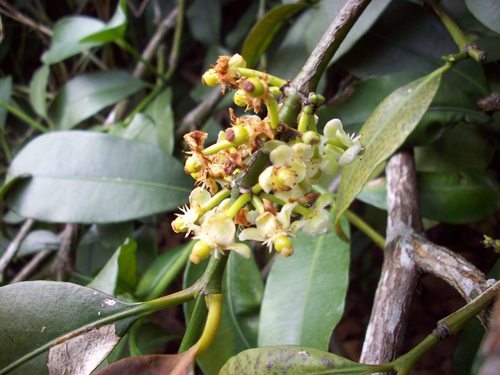 Rheedia edulis · iNaturalist