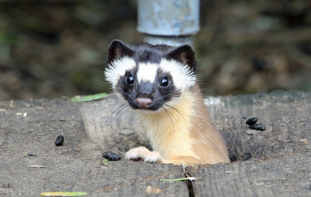 Long-tailed Weasel from Cameron County, TX, USA on December 29, 2014 at ...