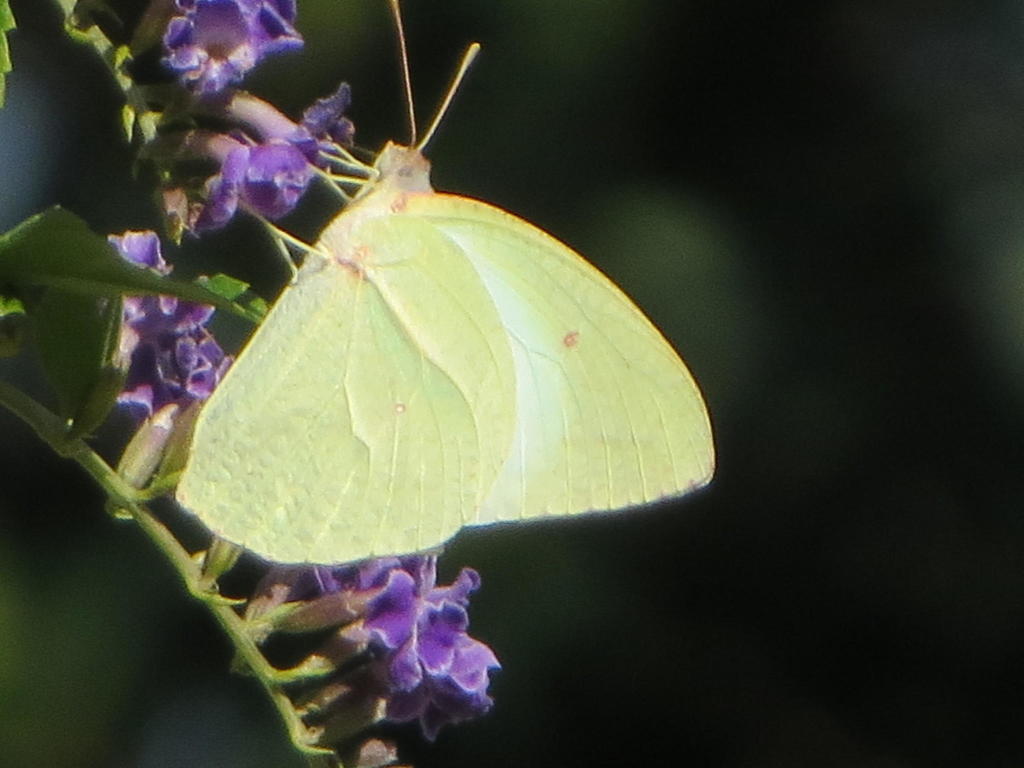 Catopsilia florella (Madeira Butterflies) · iNaturalist