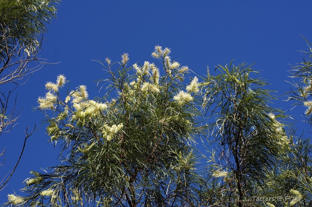Beefwood (Grevillea parallela) - Botanical Realm