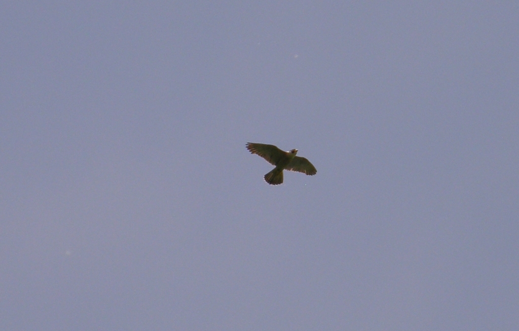 Peregrine Falcon from Ohio, USA on May 30, 2011 at 01:51 AM by ...