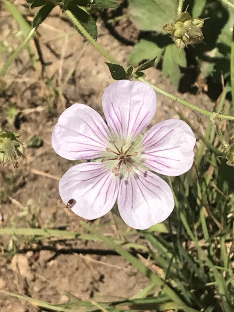 Richardson's geranium from Kings Canyon/sequoia, Sequoia National Park ...