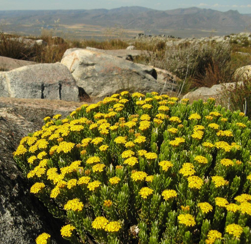 Arid Perdekaroo from Hugosberg on December 1, 2007 by Nick Helme ...