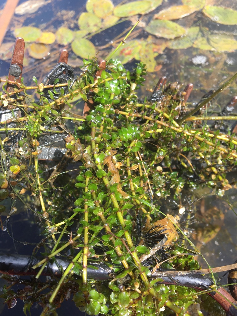 waterweeds (Elodea) - Botanical Realm