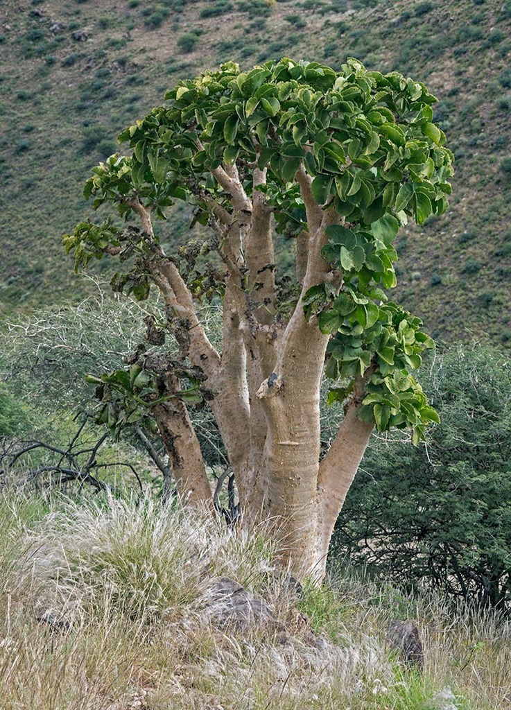 Cobas Tree (Cyphostemma currorii) - Botanical Realm