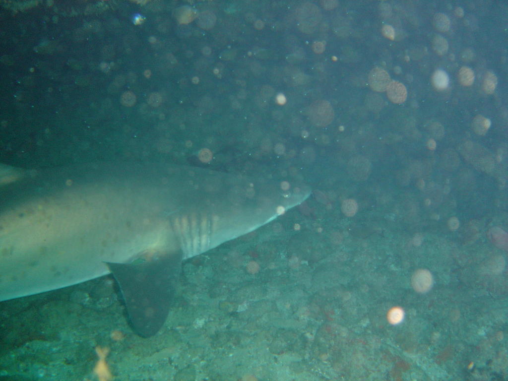 Sand Tiger Shark from North Sands, Aliwal Shoal on July 23, 2004 by ...