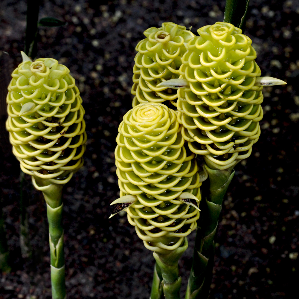 Maracas (Plantas comunes en Medellín) · NaturaLista Colombia