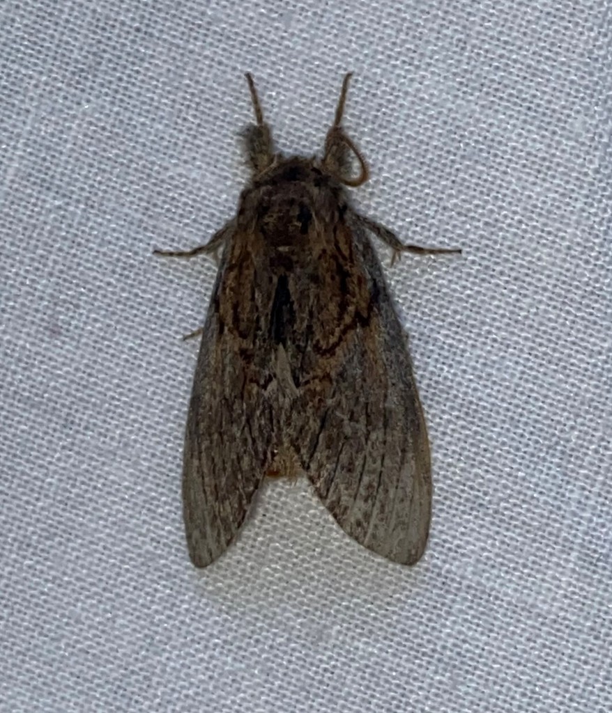 Oval-based Prominent from TNC Paint Rock Forest Research Center ...
