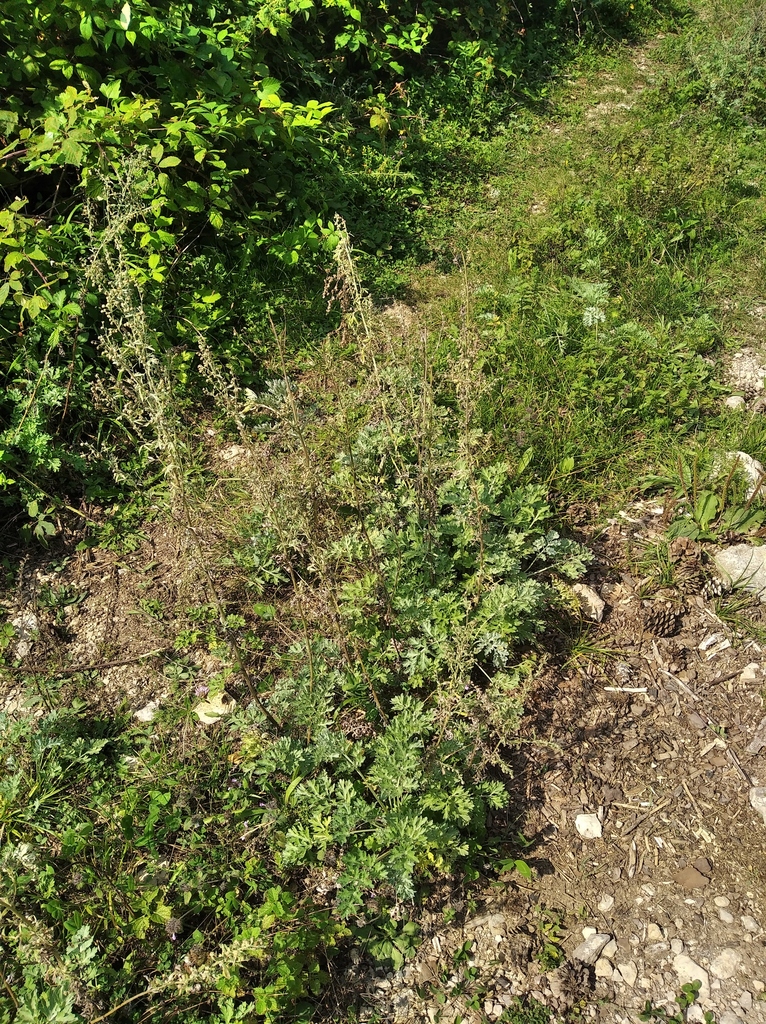 absinthe wormwood from Bakhchysarais'kyi, Crimea, Ukraine on August 30 ...