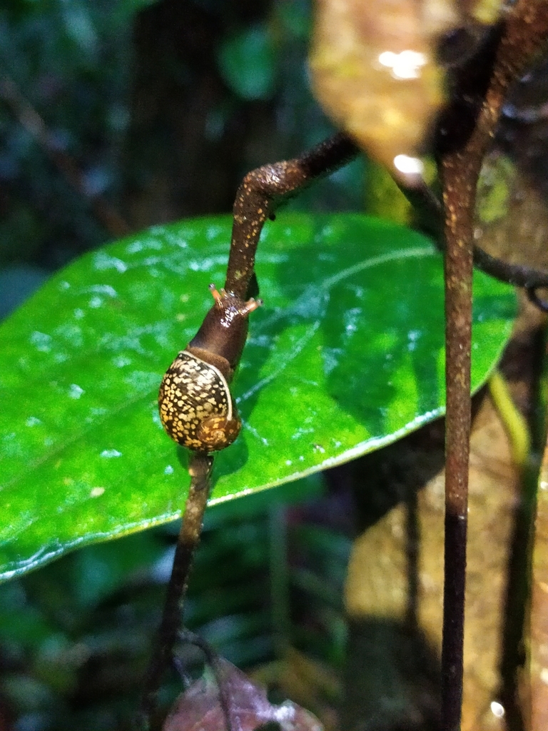 Gastropods from Kadamane Tea Estate on July 30, 2021 at 05:14 PM by ...