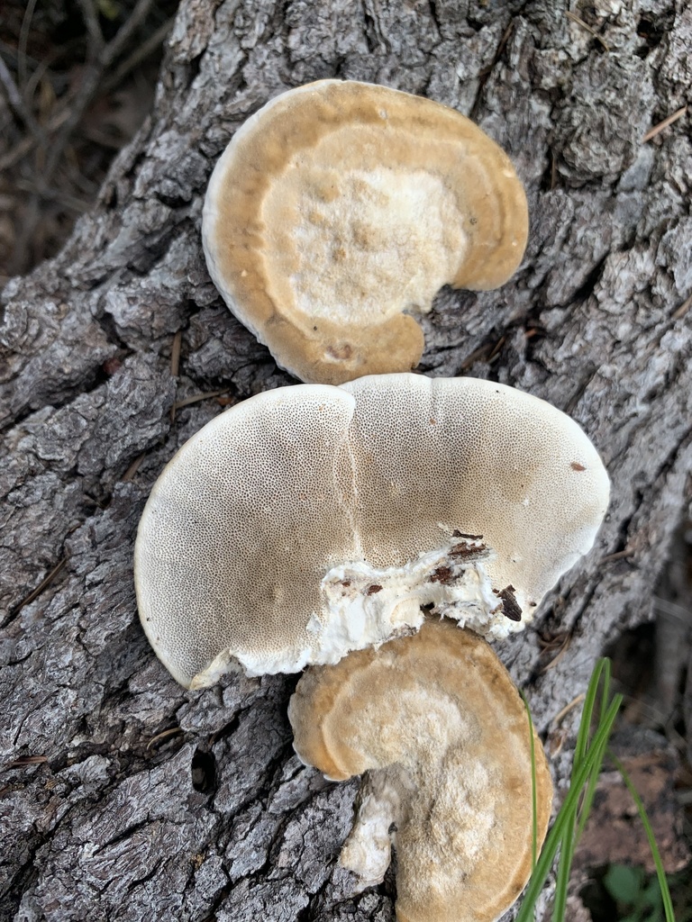 Hairy Bracket from Coronado National Forest, Pearce, AZ, US on August ...